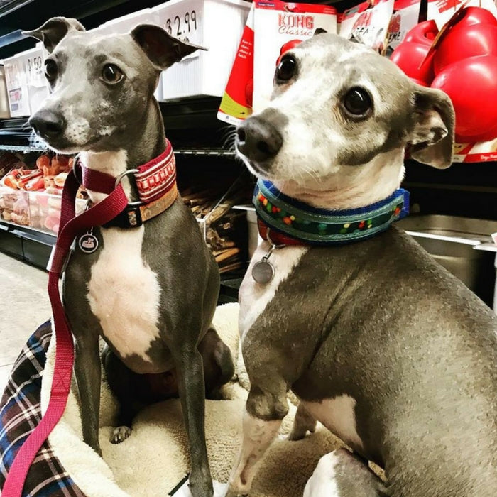 NYC Pet - Brooklyn, NY | NYC Pet