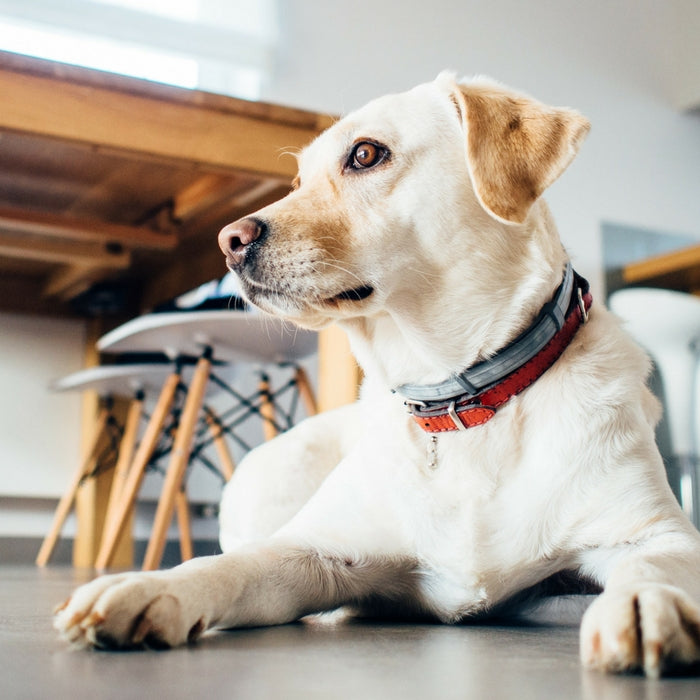 NYC Pet - Brooklyn, NY | NYC Pet